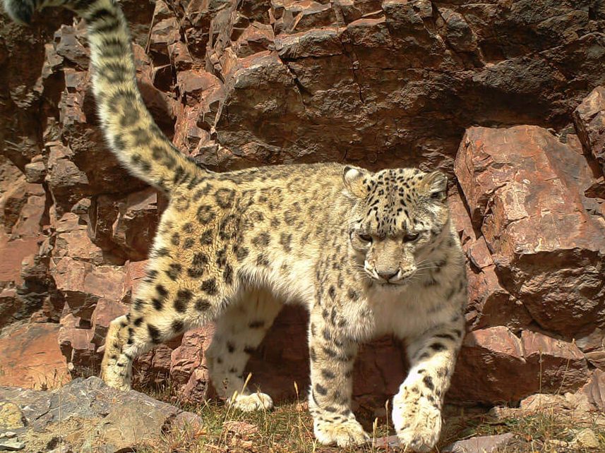 Snow Leopards of High Asia - Bangalore International Centre