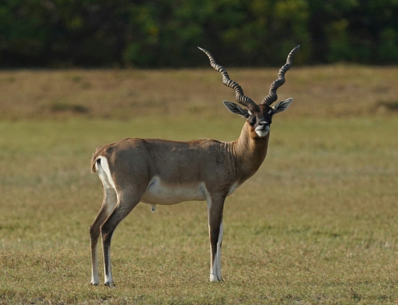 Land of the Blackbuck: A Story of Hope and Resilience - Bangalore ...