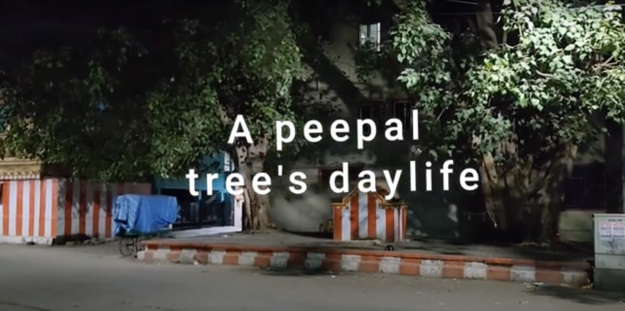 A Peepal Tree's Daylife | B·LORE by BIC - B·LORE - Bangalore ...